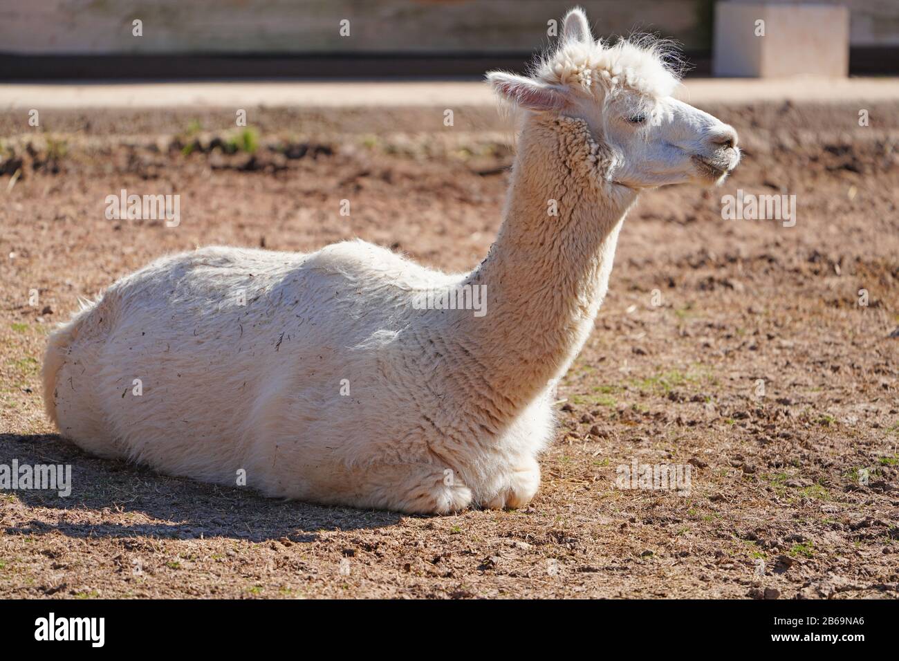 A white alpaca on the ground in a farm Stock Photo - Alamy