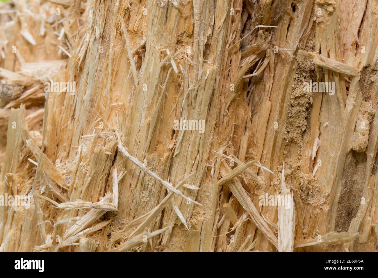 Tree trunk eaten by wood beetle pests. Dry wood with holes and broken ...