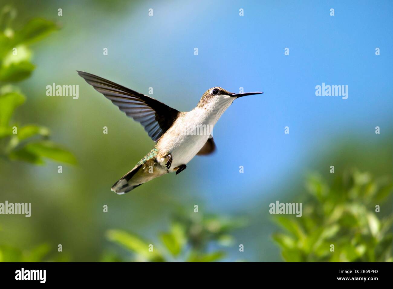Bird wings in motion hi-res stock photography and images - Alamy
