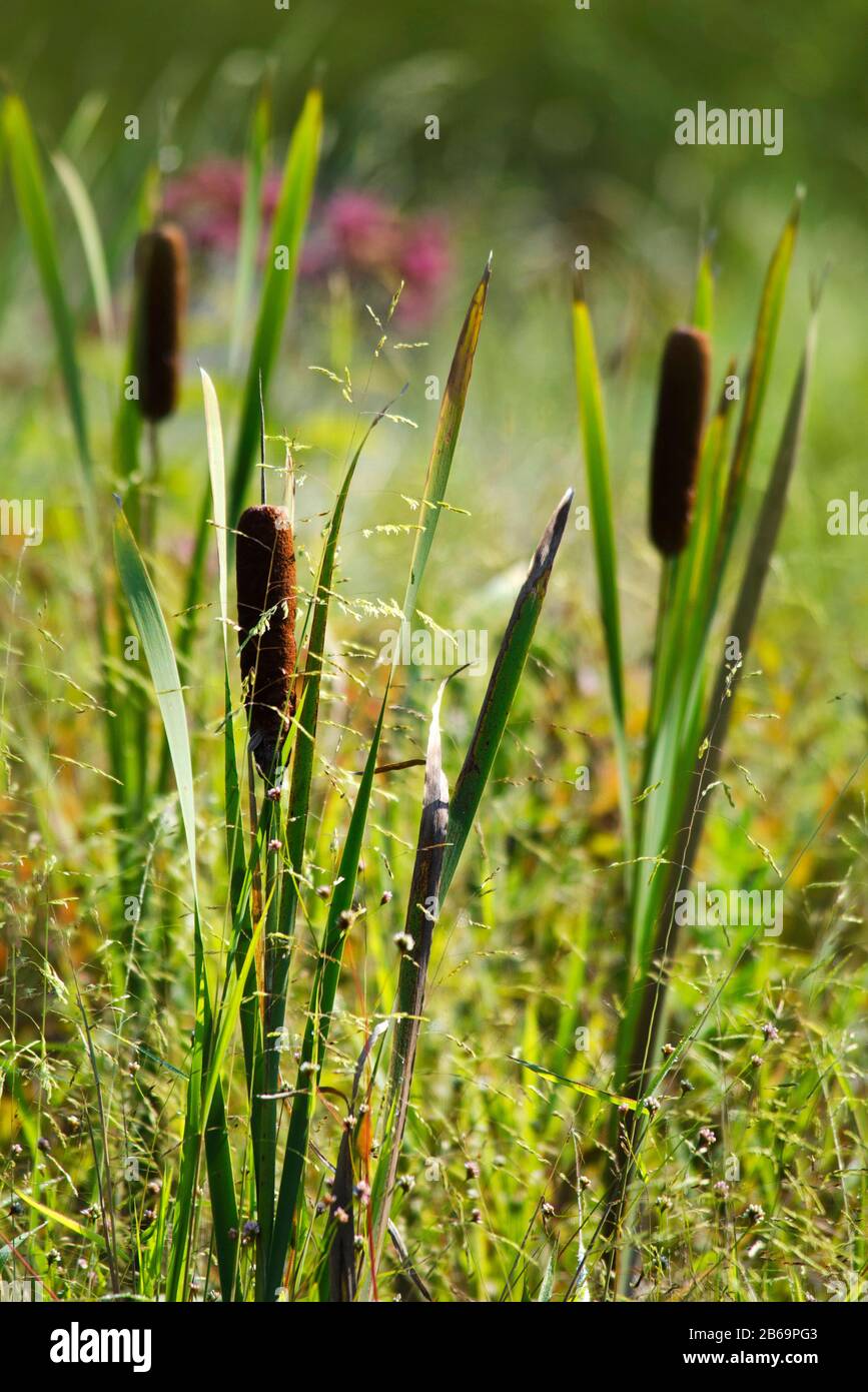 Cattails High Resolution Stock Photography and Images - Alamy
