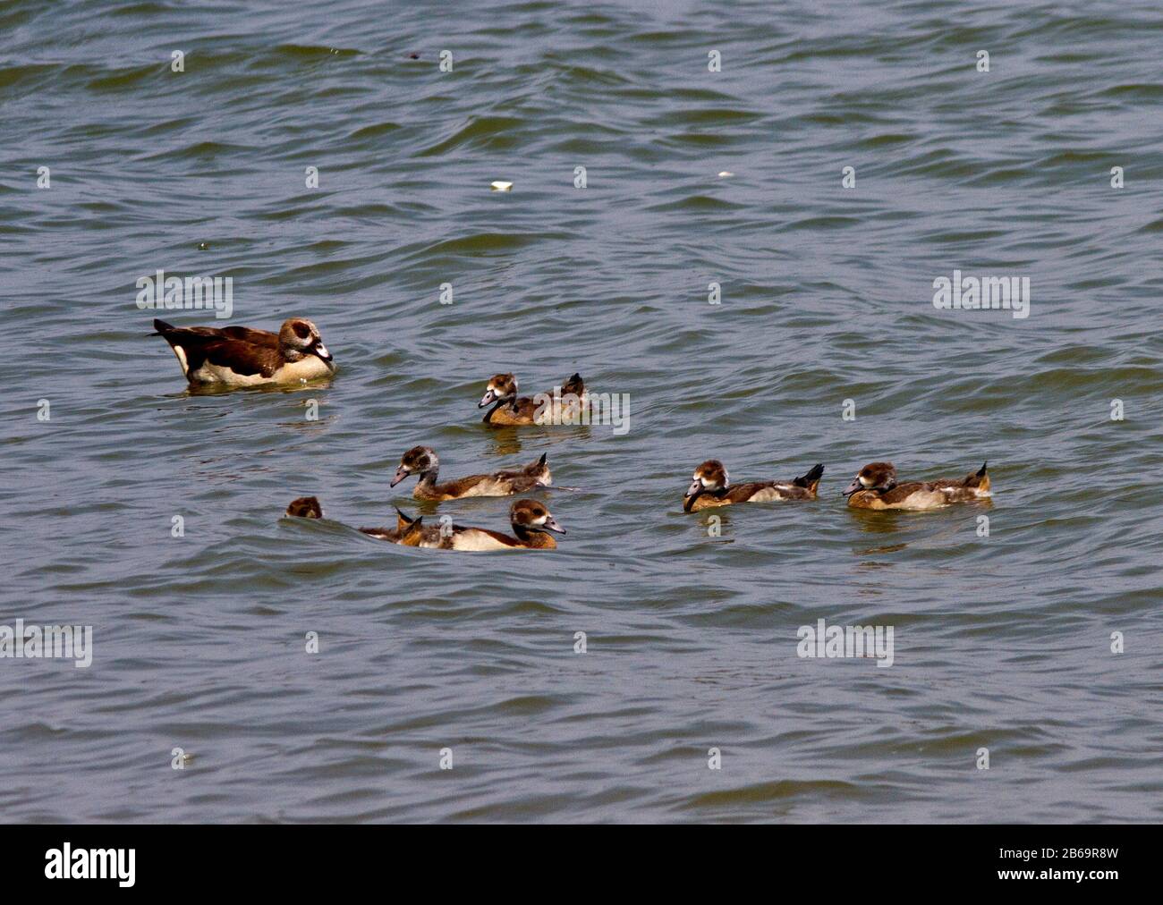 Egyptian Geese form tightly knit family groups and the parents are ...