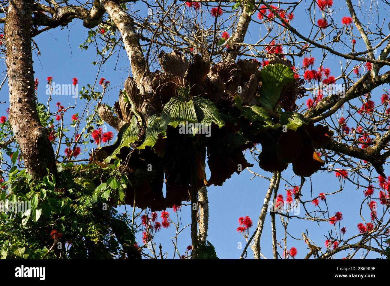The Elephant Ear Fern grows in the tropical rainforest of Kibale ...