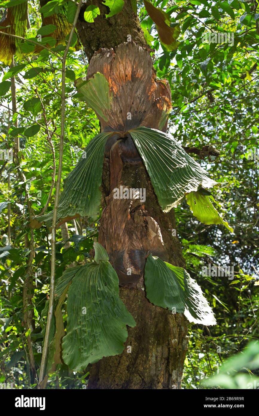 Elephant Ear Ferns grow in profusion in the rainforests of Kibale. The ...