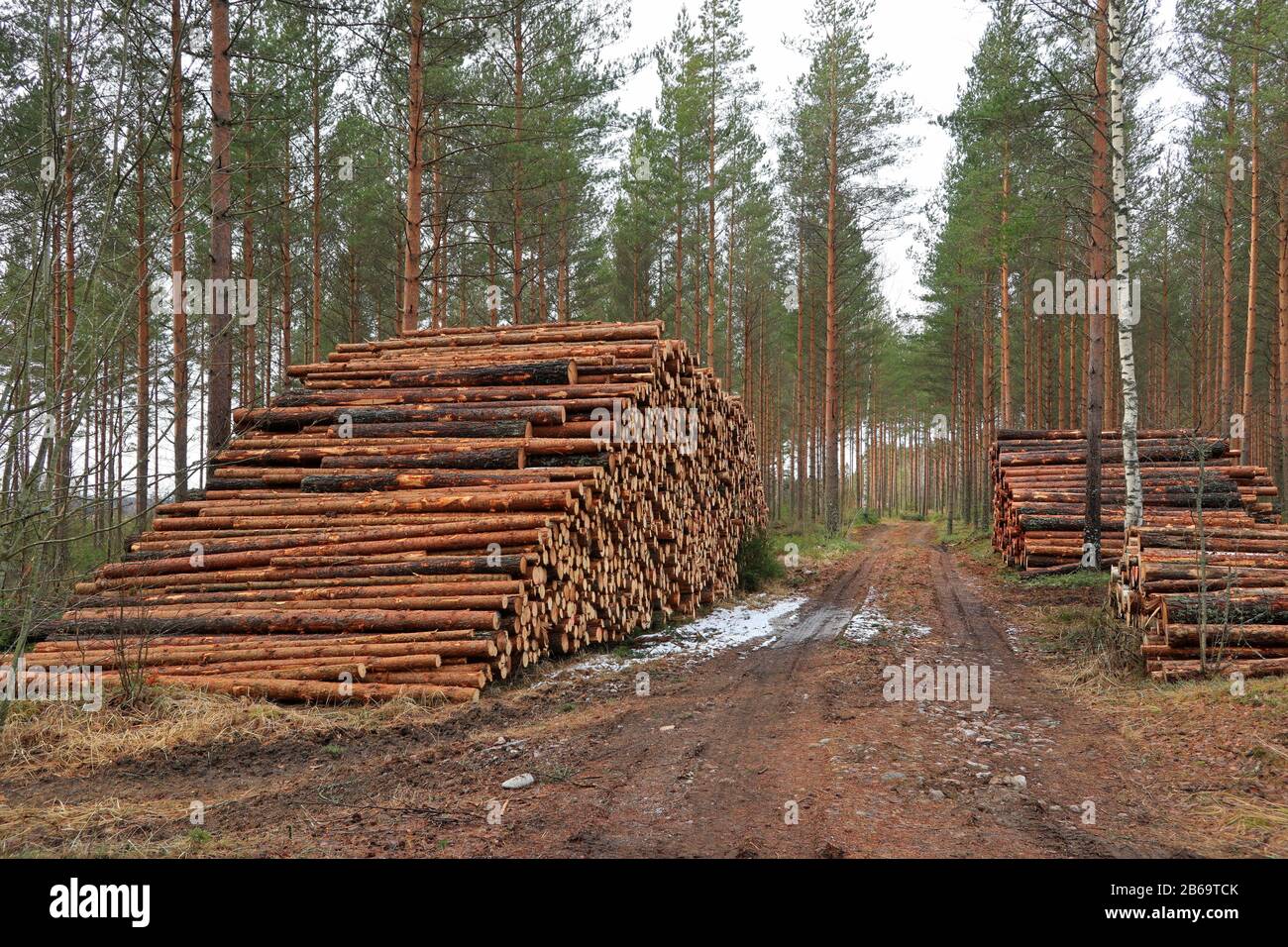 Logging road hi-res stock photography and images - Alamy