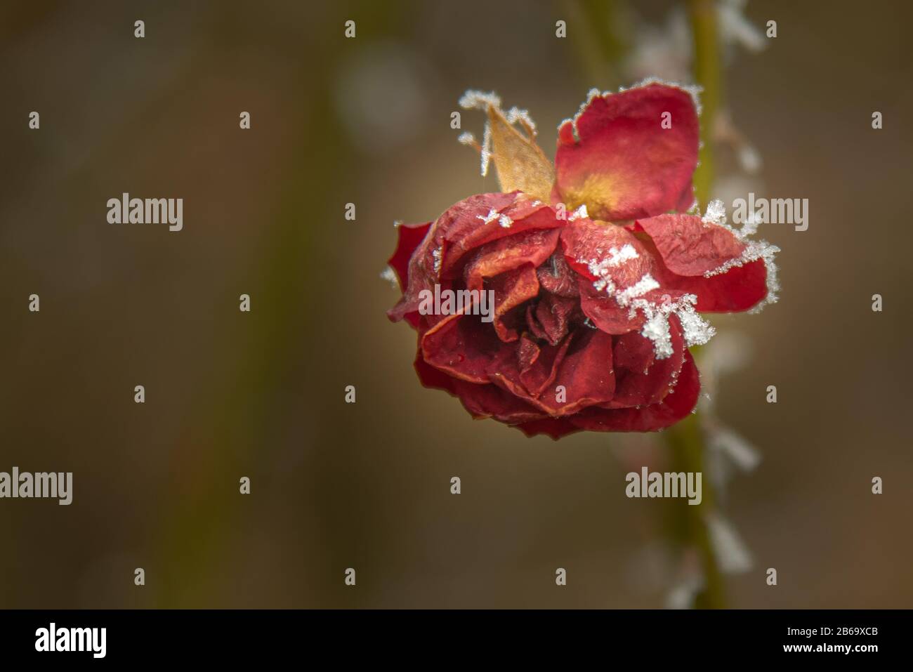 Ivje hi-res stock photography and images - Alamy