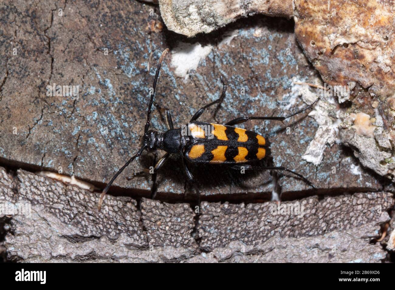 Black-yellow longhorn beetle is sitting on a tree stump. Wood beetle ...