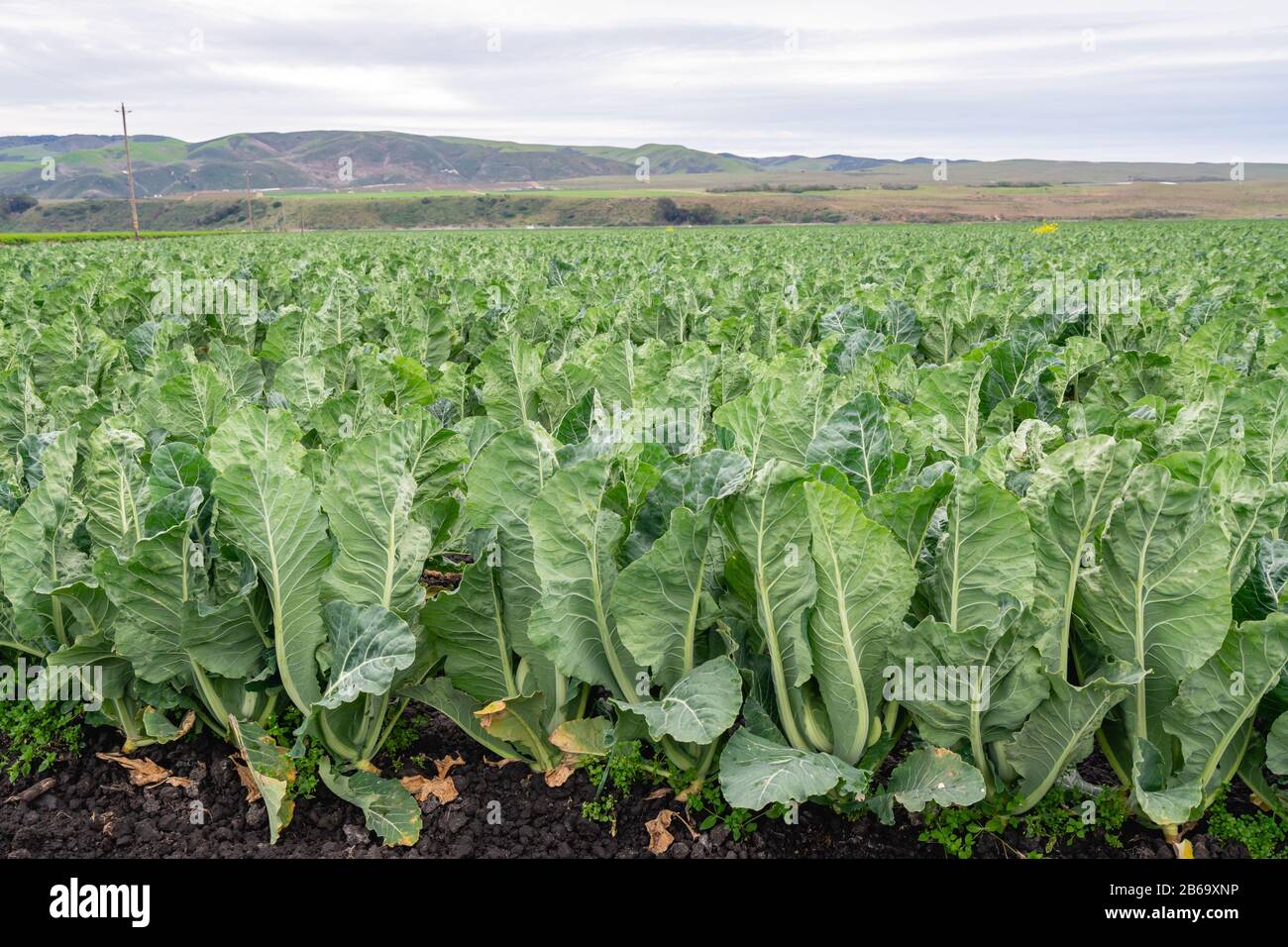 Agricultural field of cabbage plant. Santa Barbara County, California ...