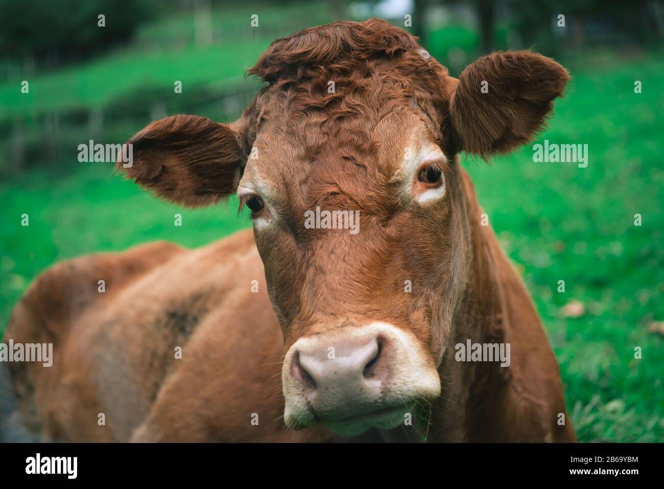 Brown Cattle Cow in Tolosa of the Basque Country, Spain Stock Photo - Alamy