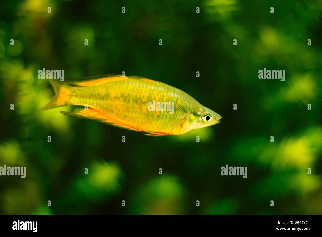 Small bright yellow fish with orange fins and tail, green background ...