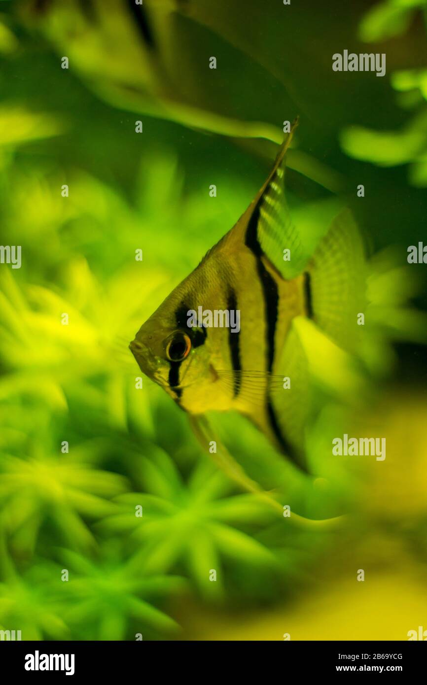 Freshwater angelfish hi-res stock photography and images - Alamy