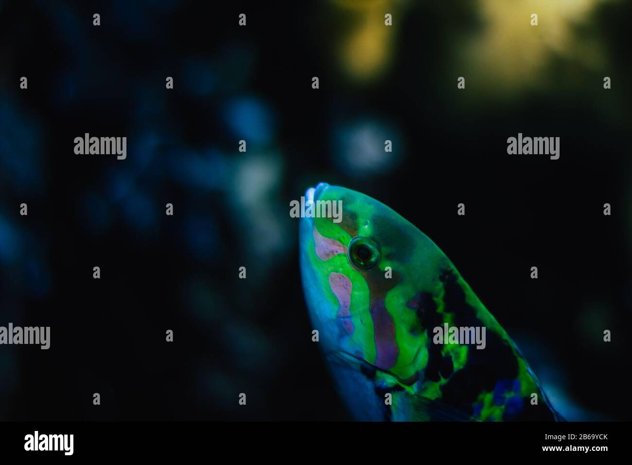 Rare sea creatures hi-res stock photography and images - Alamy