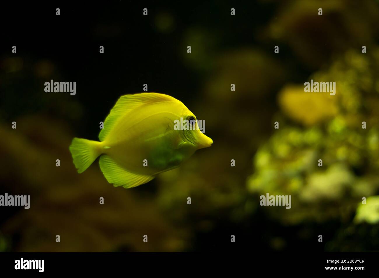 Yellow Tang Finding Nemo