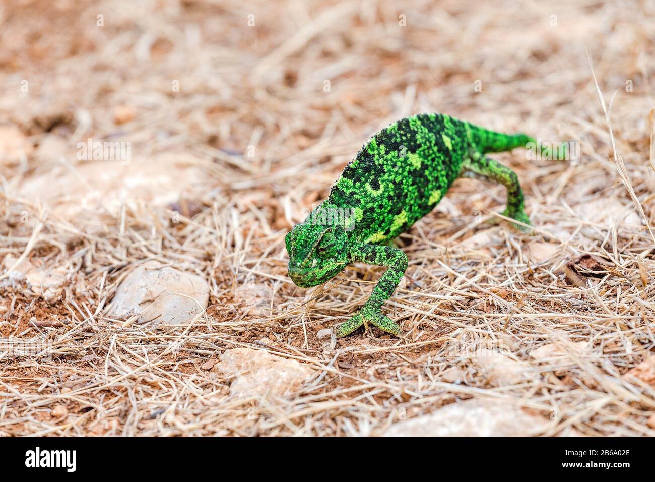 Chameleonskintexture hi-res stock photography and images - Alamy