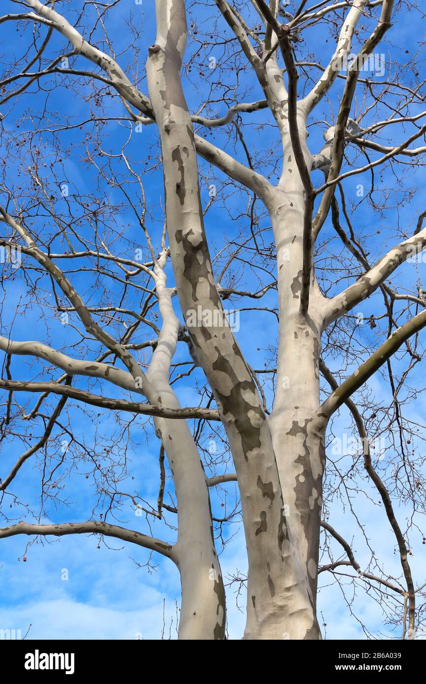 Platane Tree High Resolution Stock Photography and Images - Alamy