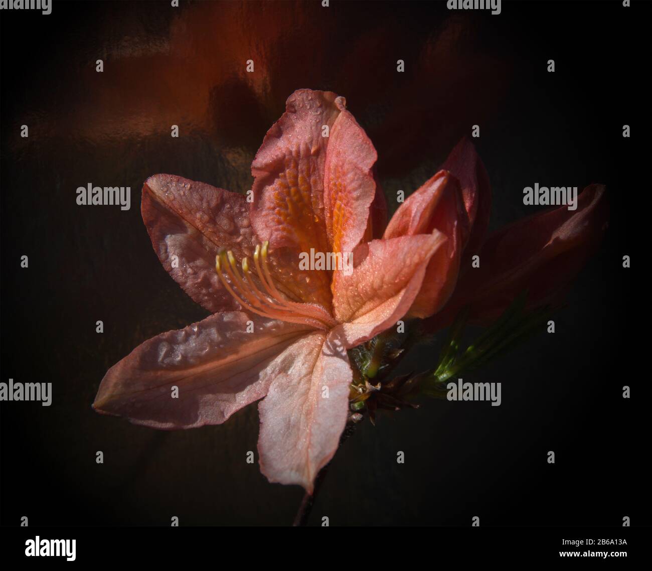 Pink and orange azalia flower reflects in black background Stock Photo ...