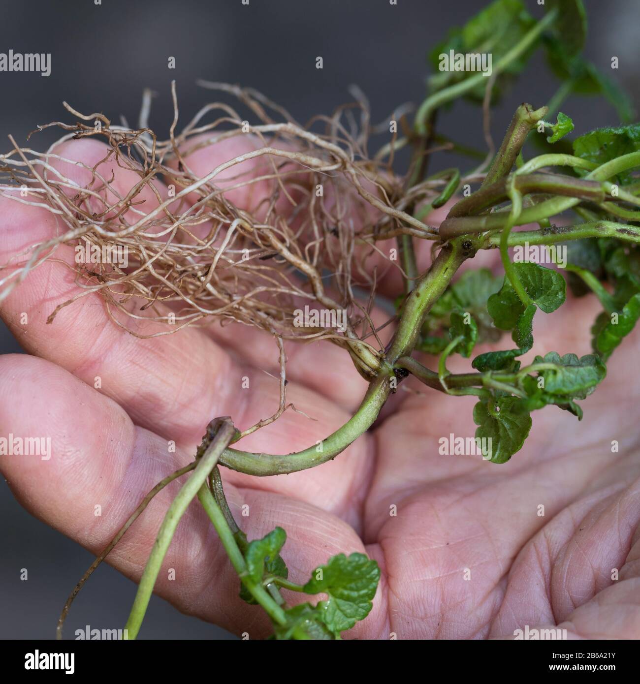 Gewöhnlicher Gundermann, Gundermann, Efeublättriger Gundermann, Echt ...
