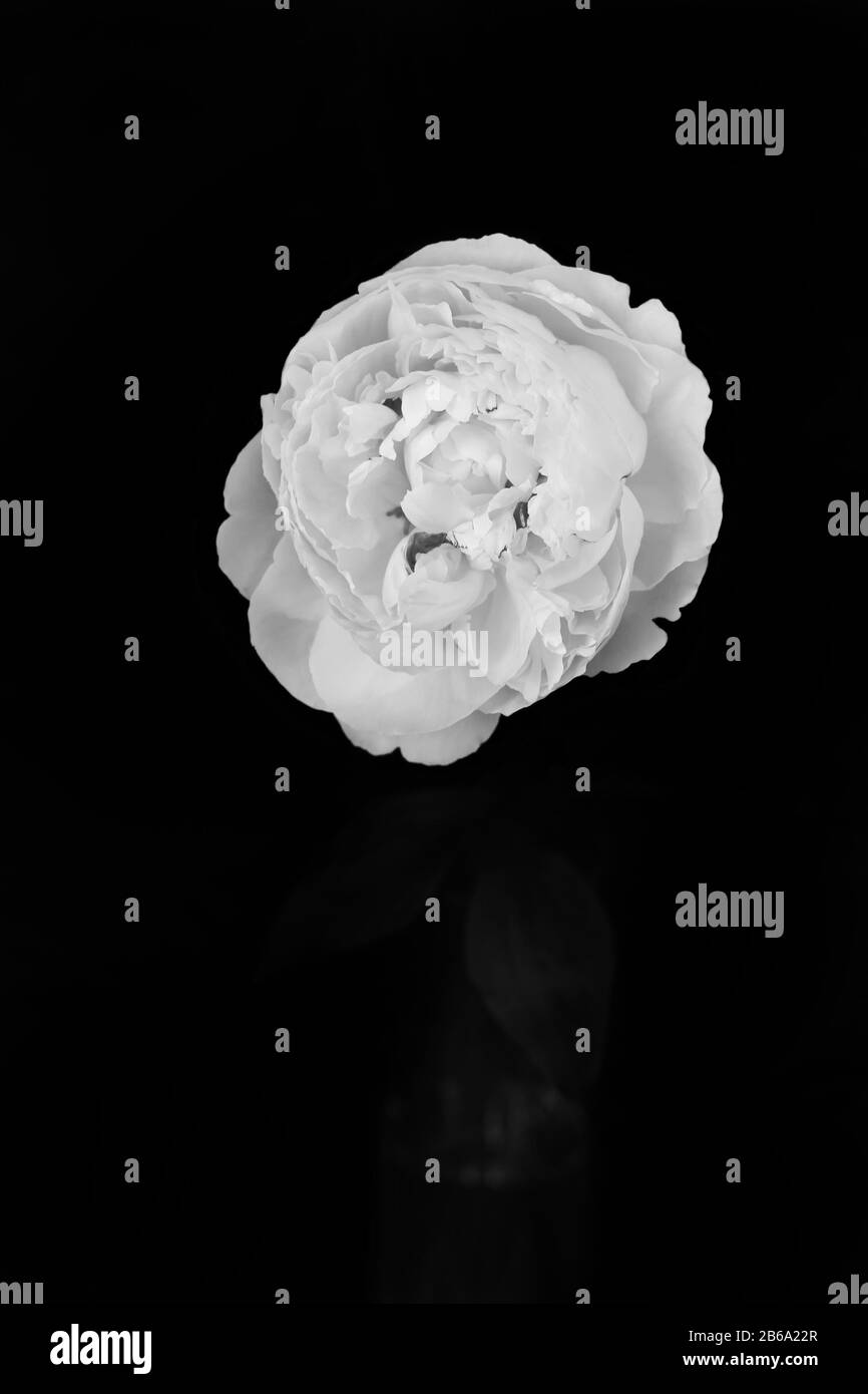 Peony wedding flowers Black and White Stock Photos & Images - Alamy