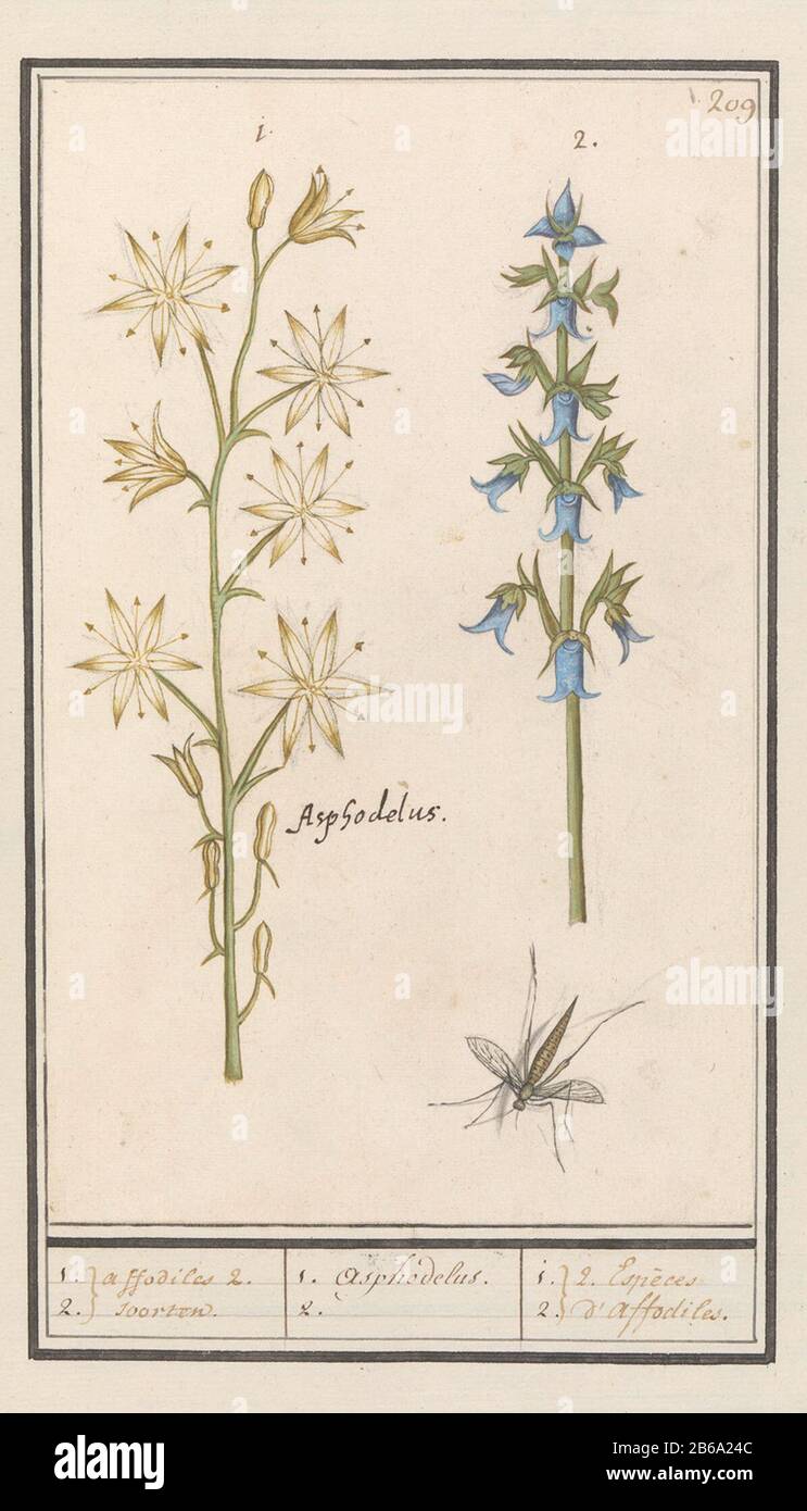 Affodil hi-res stock photography and images - Alamy