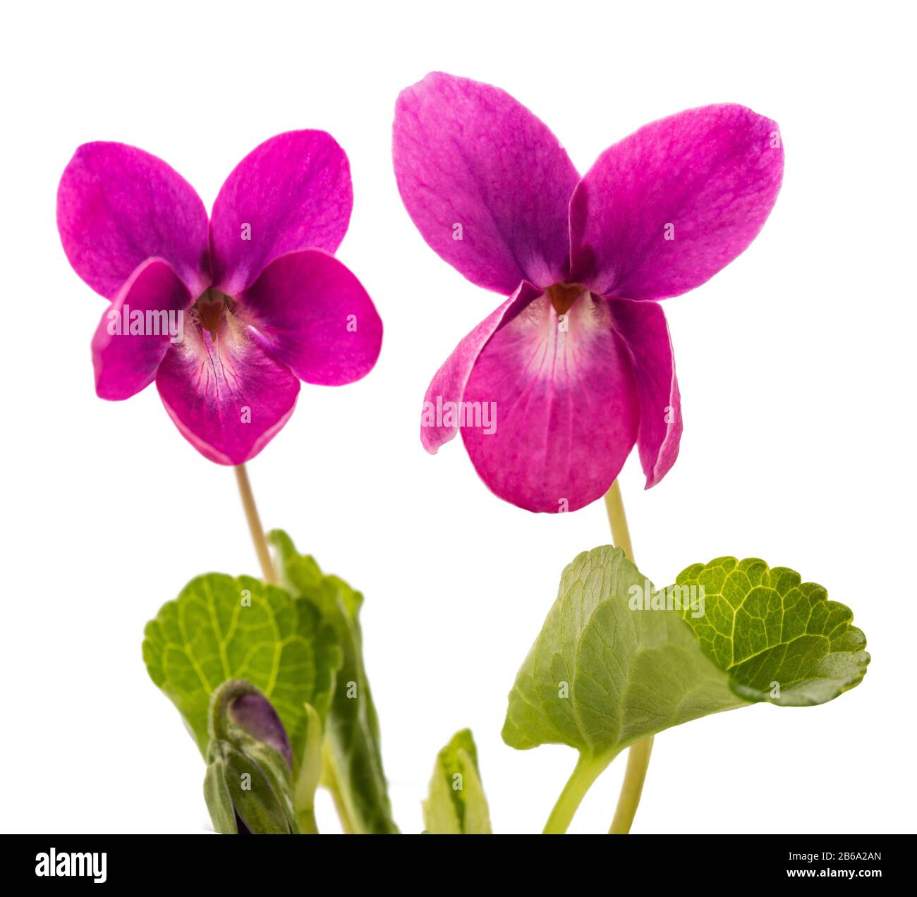 Viola odorata Red Charm flowers isolated on white Stock Photo - Alamy