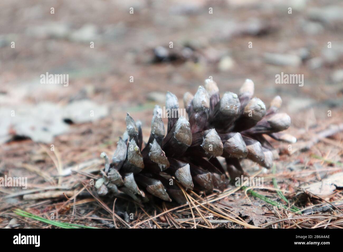 Pine forest cone tree close-up on ground with pine needles in woods ...