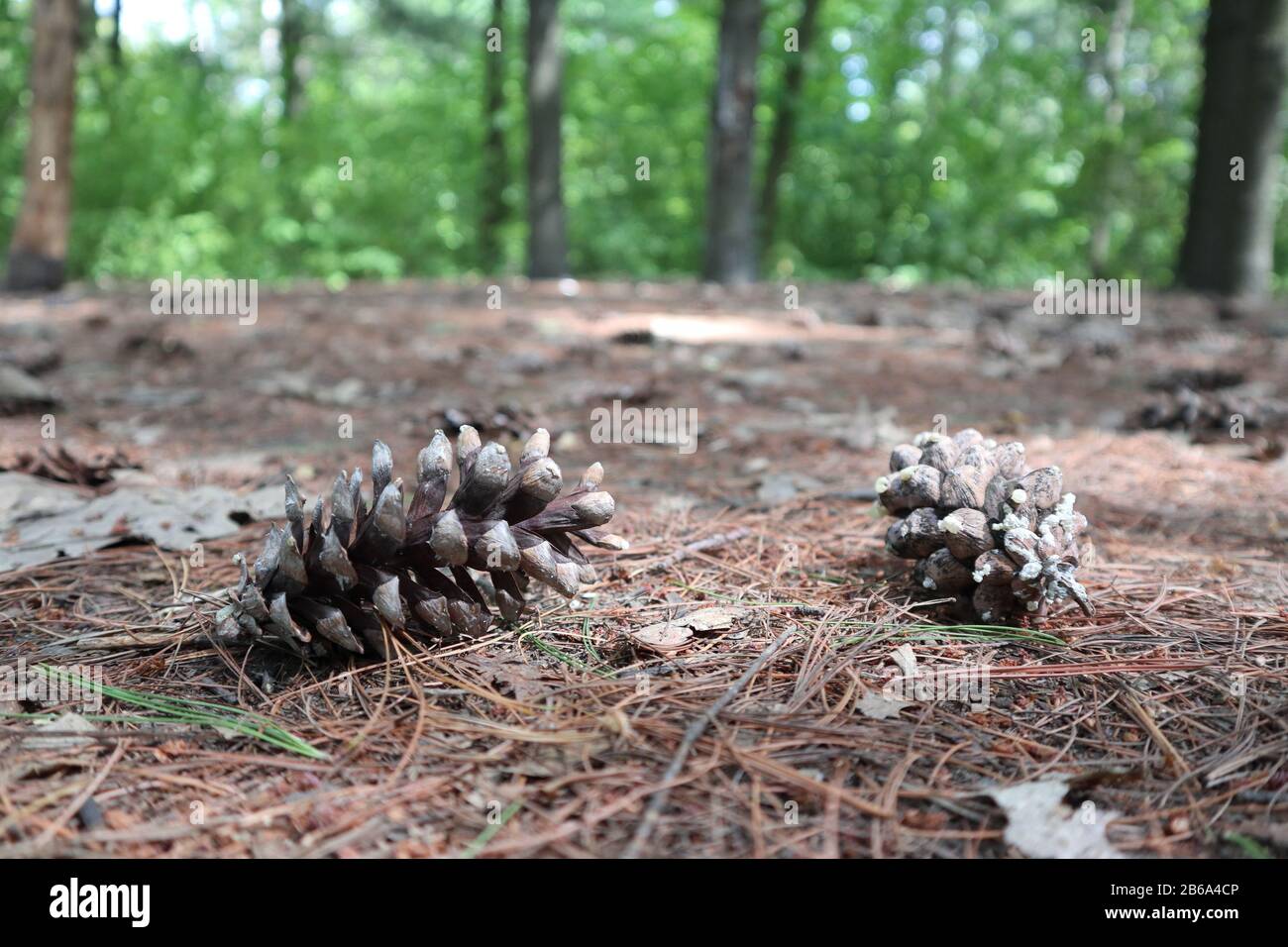 Ground pine hi-res stock photography and images - Alamy