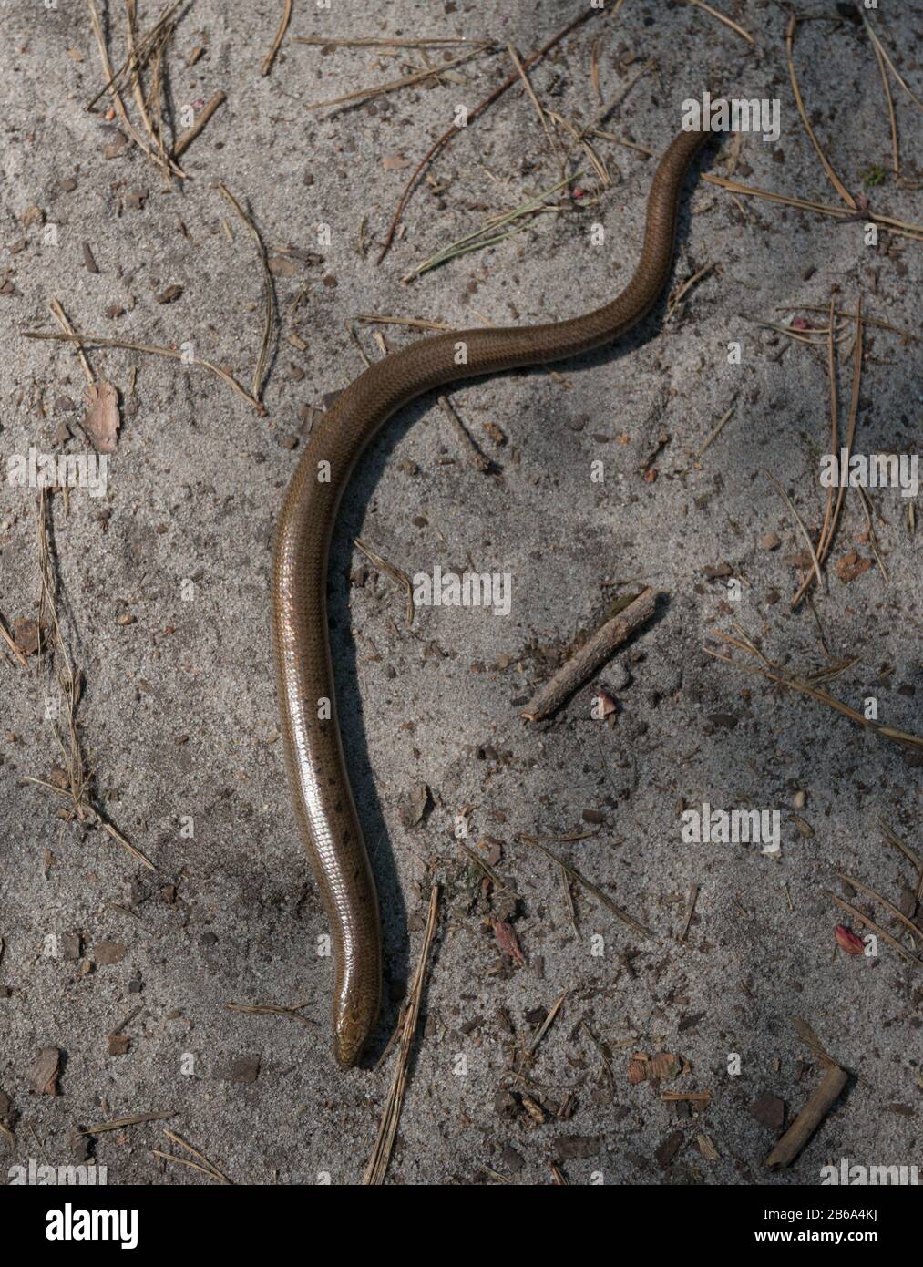 Slow worm (or Anguis fragilis) on sand ground. Slow worms are ...