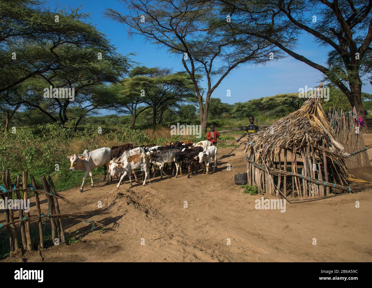 Cows in a Larim tribe traditional village, Boya Mountains, Imatong ...