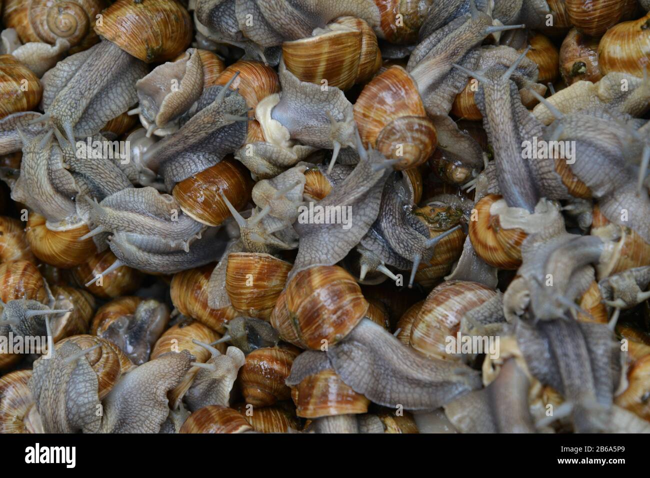 Snails market france hi-res stock photography and images - Alamy