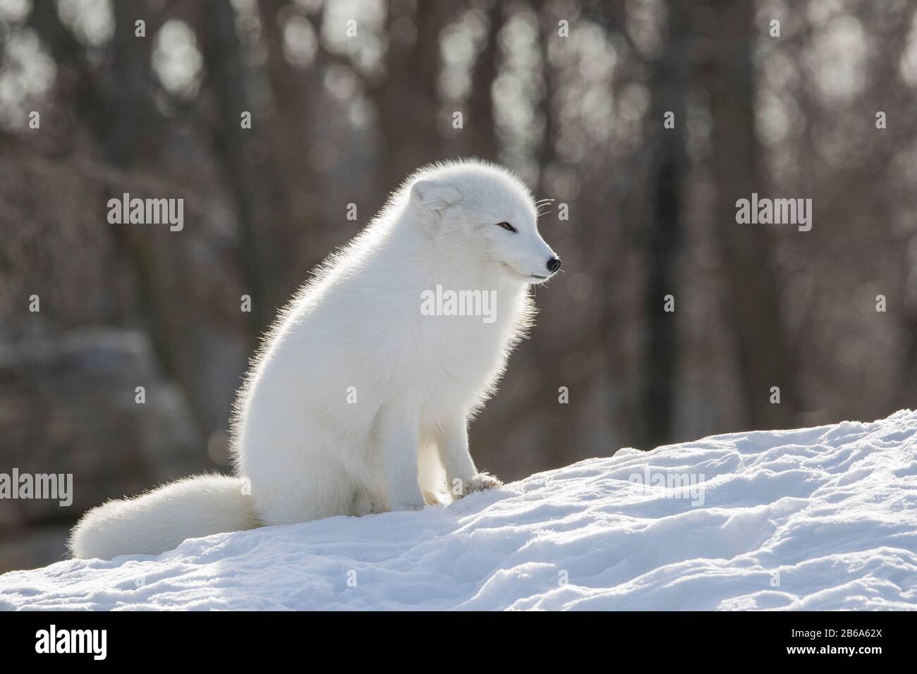 Arctic fox in winter Stock Photo - Alamy