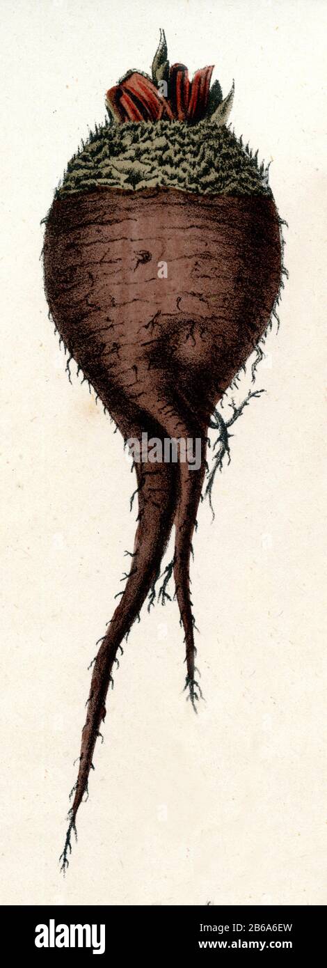 beetroot Beta vulgaris subsp. vulgaris, (botany book Stock Photo - Alamy