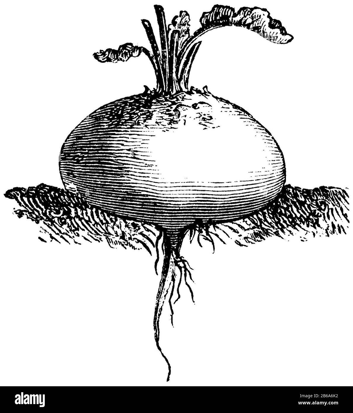 beetroot, Beta vulgaris subsp. vulgaris, anonym (agricultural book ...