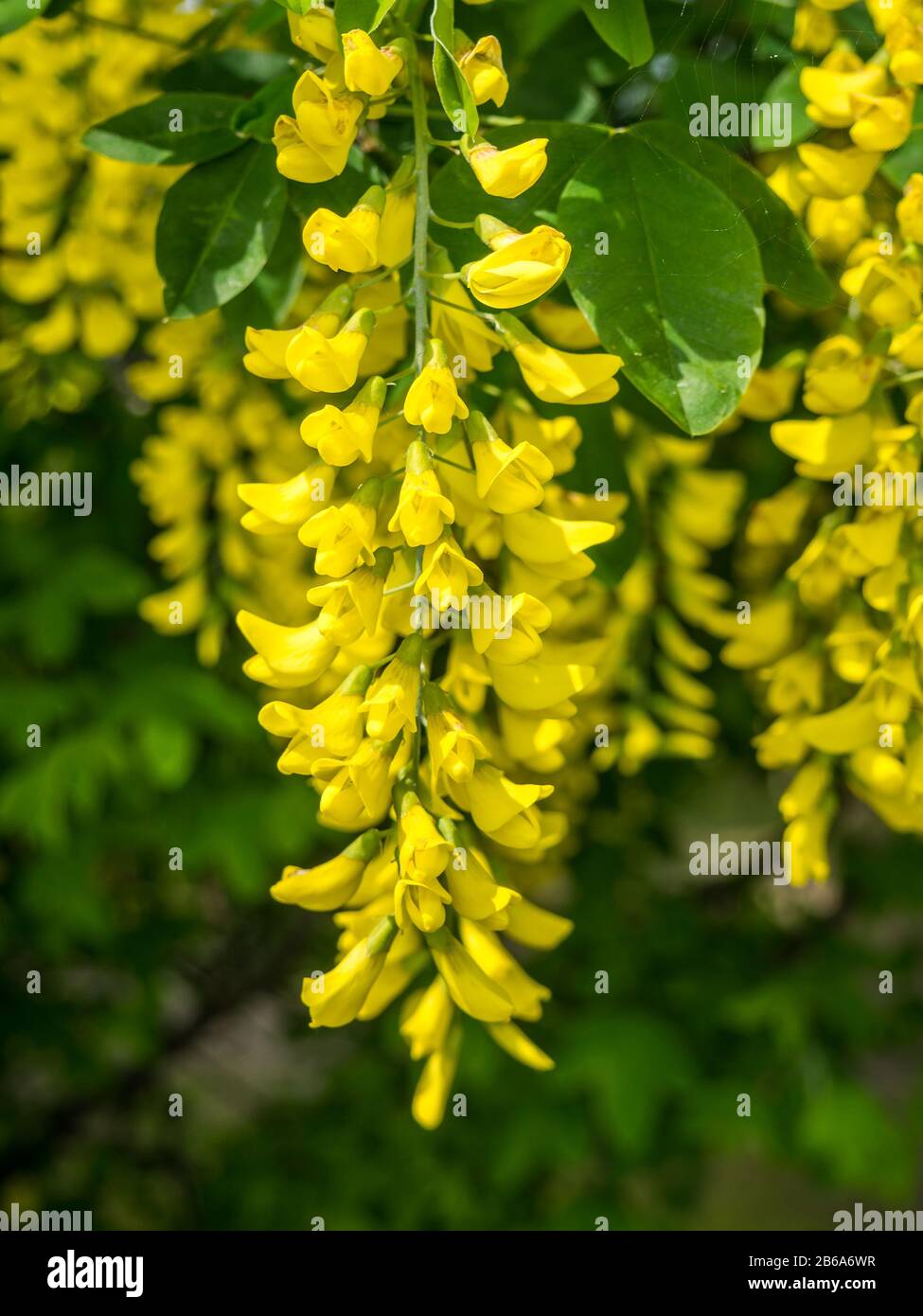 Blue laburnum in spring hi-res stock photography and images - Alamy