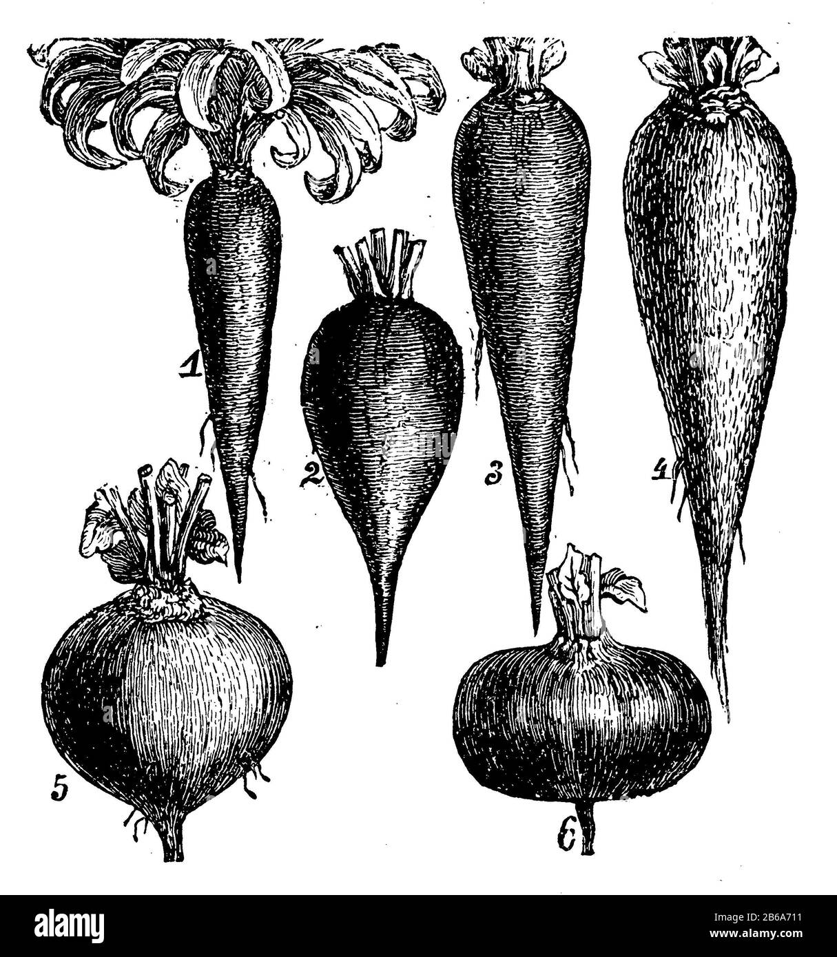 beetroot, Beta vulgaris subsp. vulgaris, (housekeeping book, 1912 Stock ...