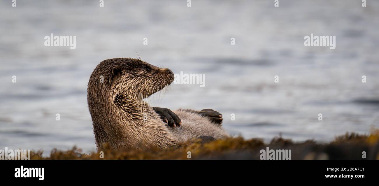 Otter uk back hi-res stock photography and images - Alamy