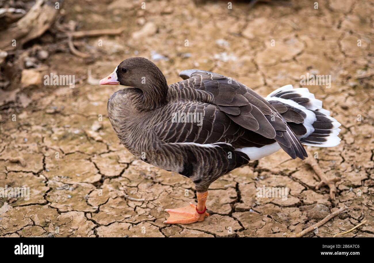 Female duck on one leg hi-res stock photography and images - Alamy