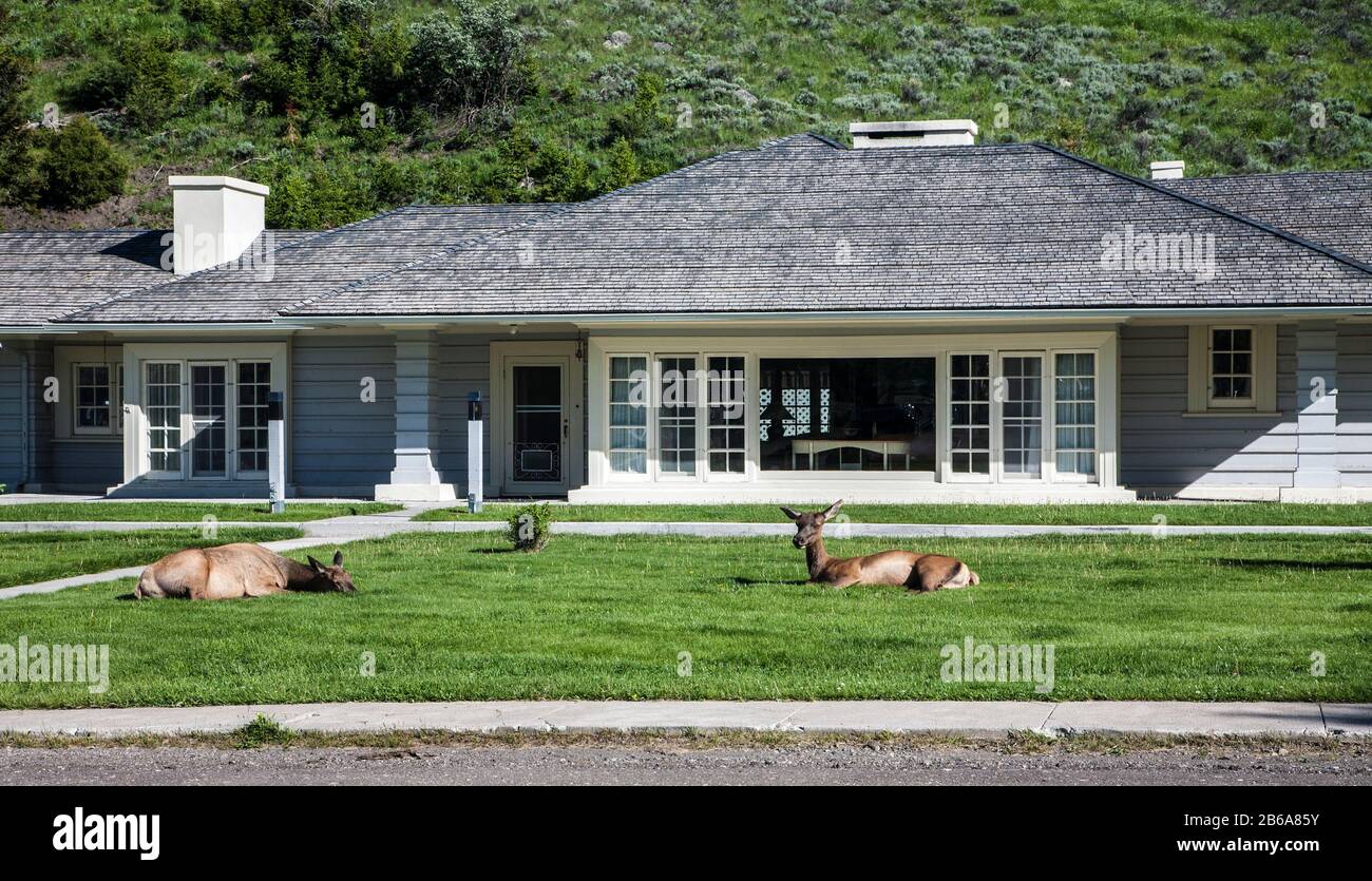 Funny elk hi-res stock photography and images - Alamy