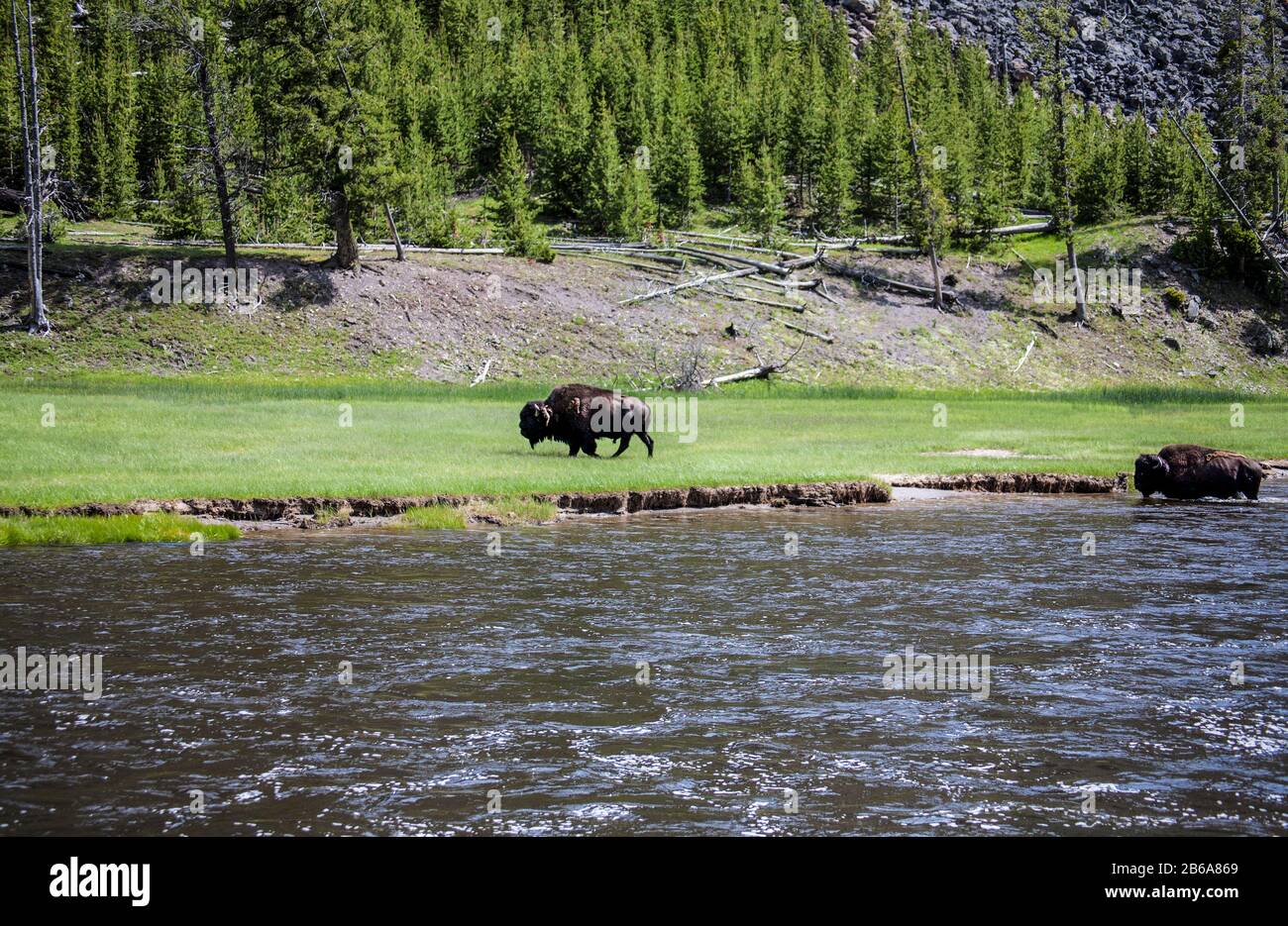 Buffalo images hi-res stock photography and images - Alamy