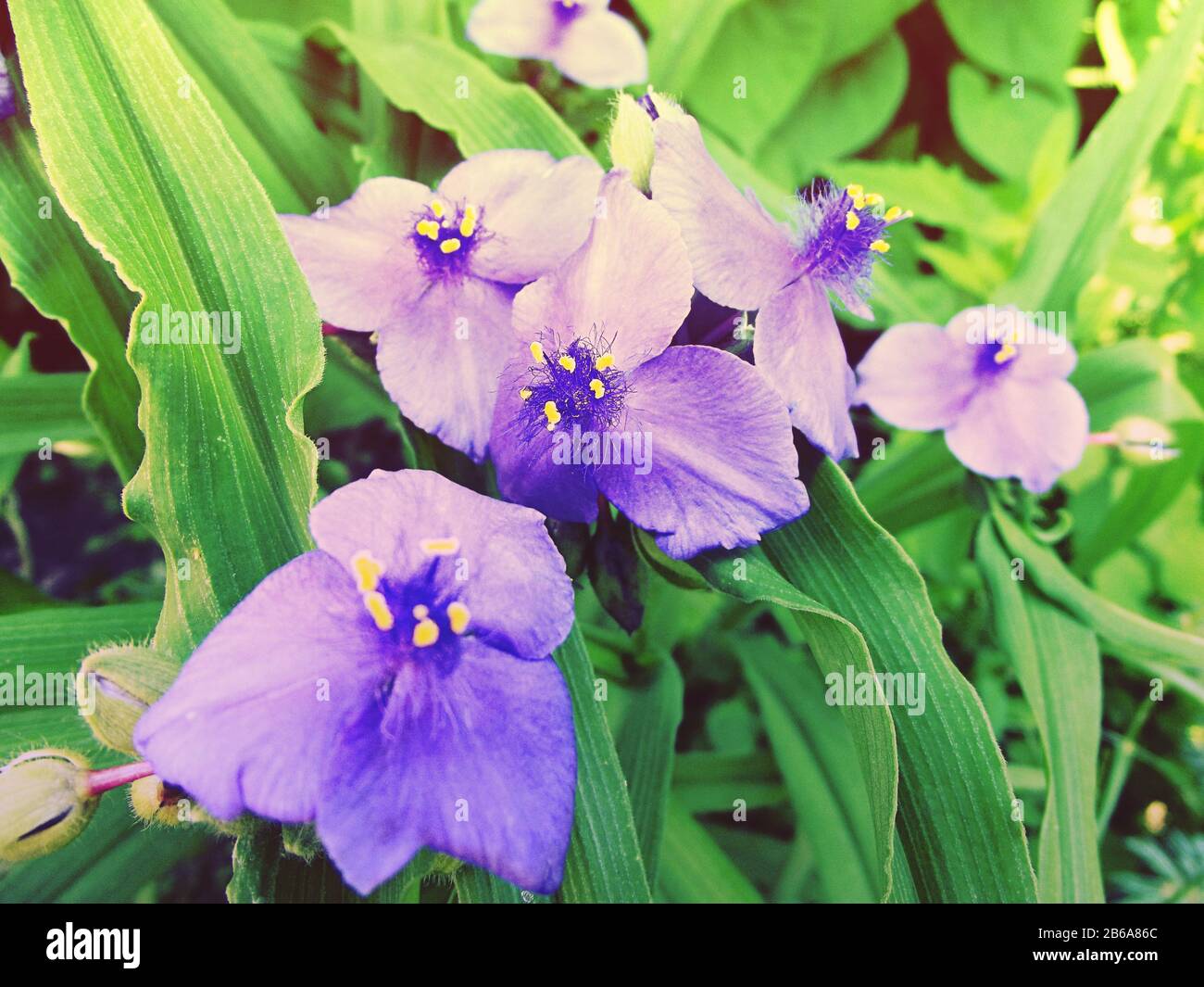 Tradescatia virginiana, spiderwort flower. Sprintime flowers. Tined ...