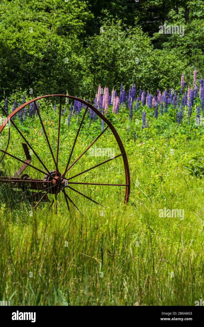 Acadia wildflowers hi-res stock photography and images - Alamy