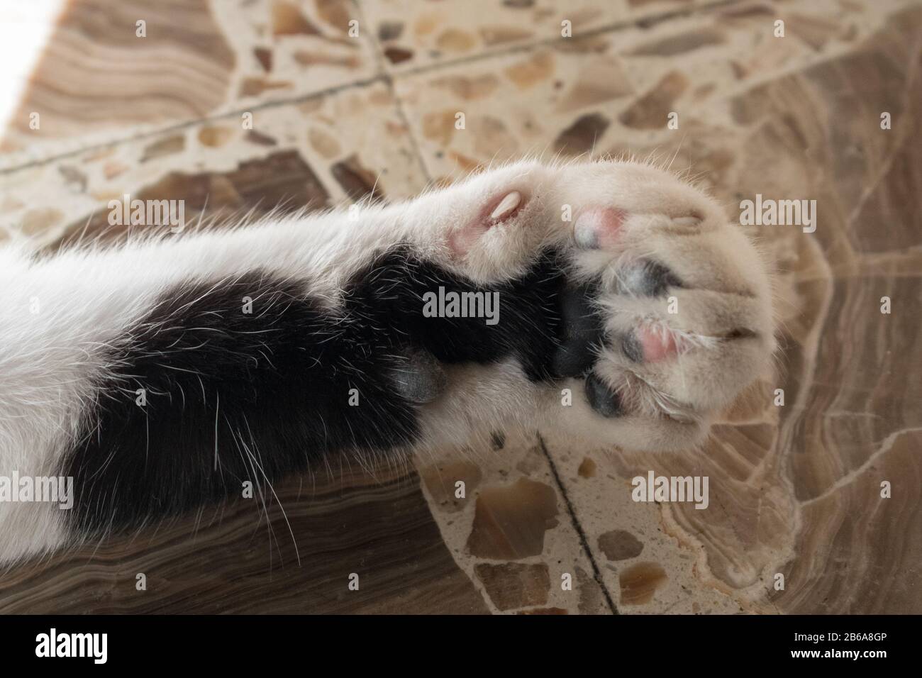 Close-up of a cat's paw Stock Photo - Alamy