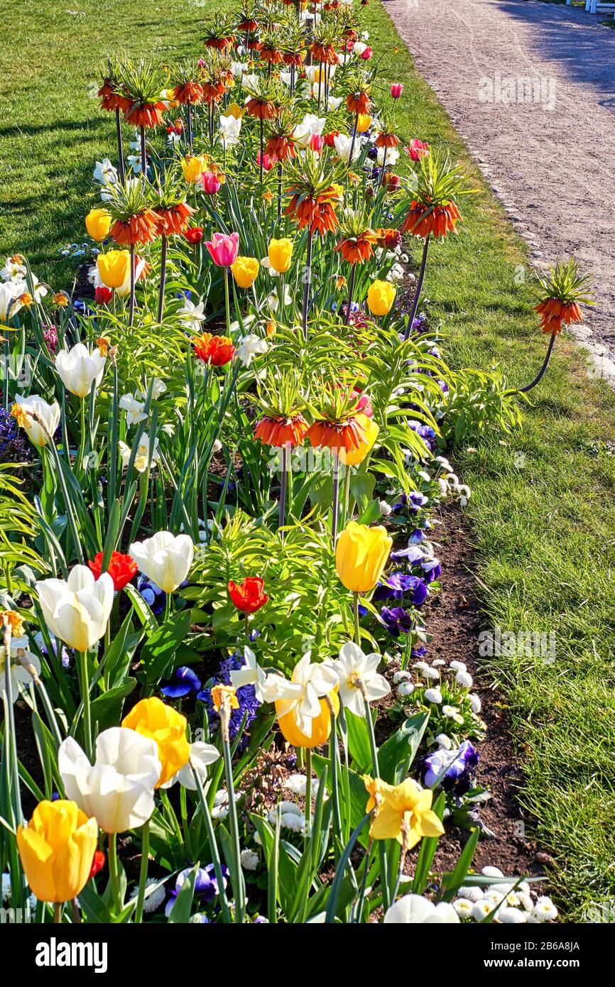 Colorful spring bed in the garden Stock Photo - Alamy