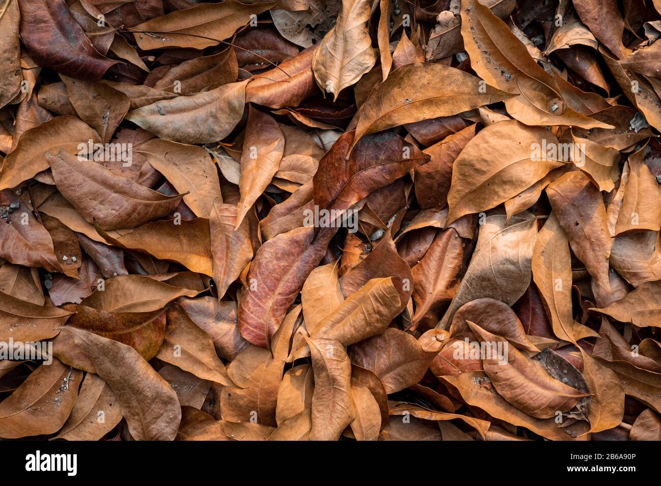 Dry Leaves Falling