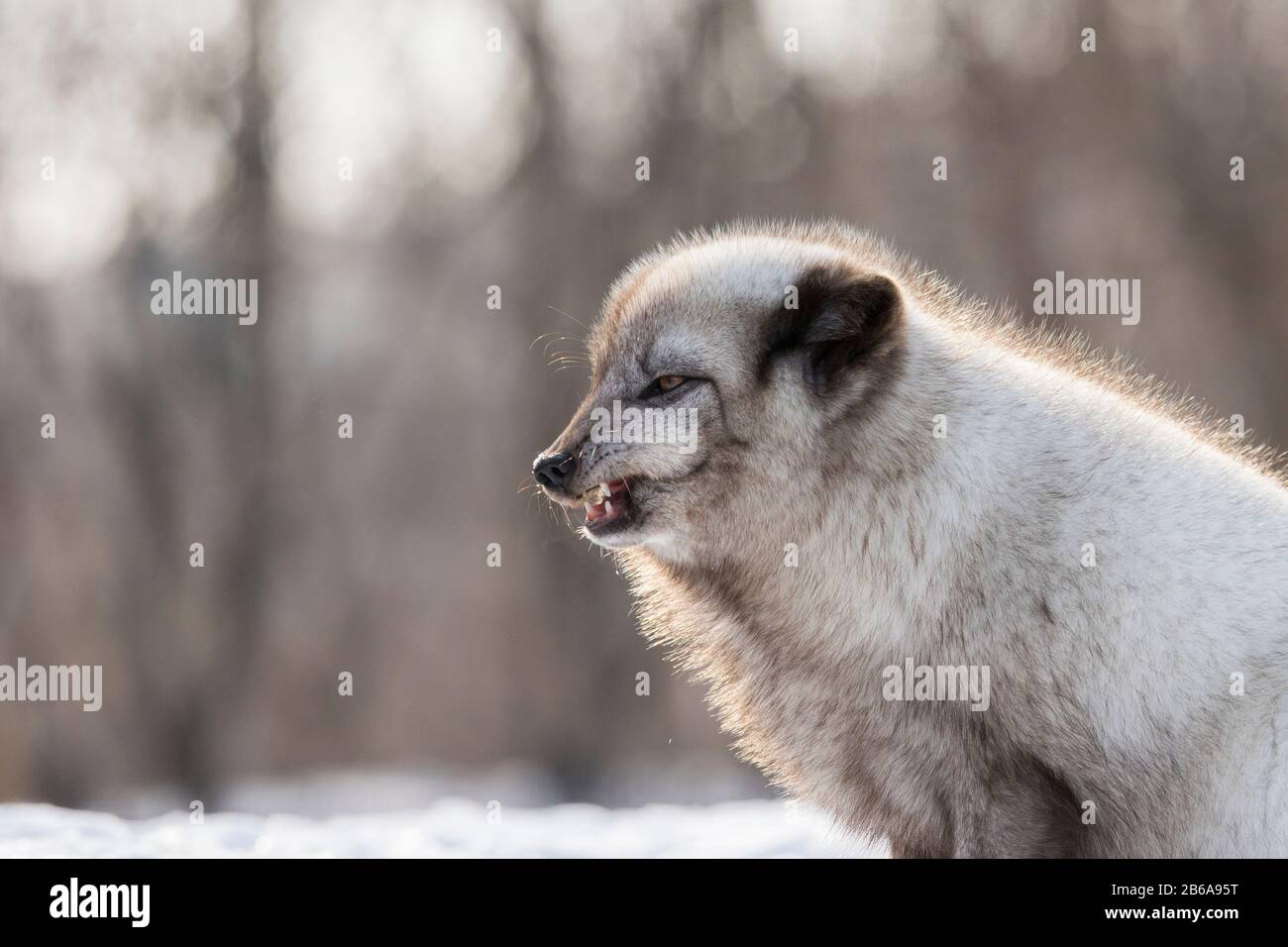 Arctic fox in winter Stock Photo - Alamy