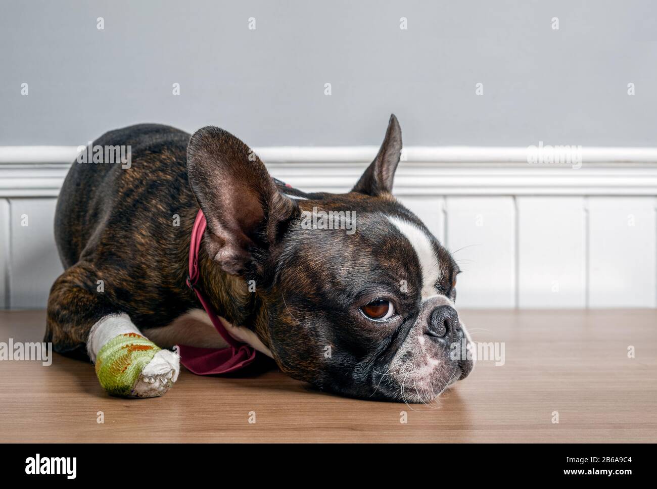 Boston terrier dog with injury and bandage in paw lying down and ...