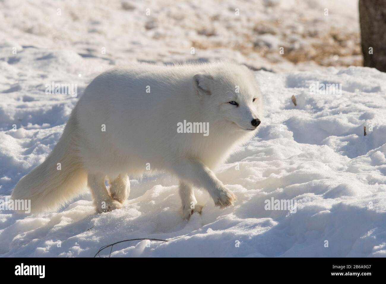 Arctic fox in winter Stock Photo - Alamy