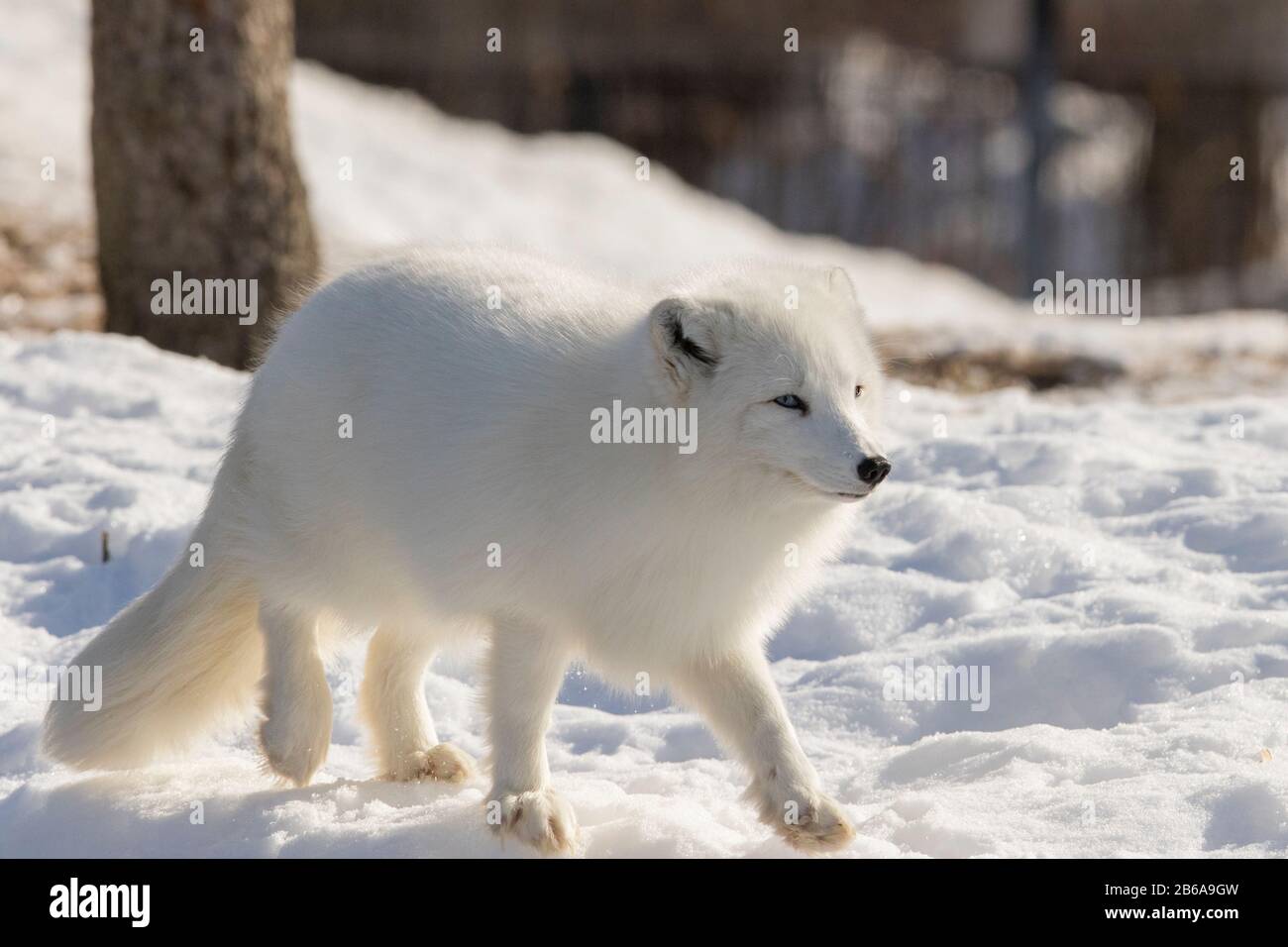 Arctic fox in winter Stock Photo - Alamy