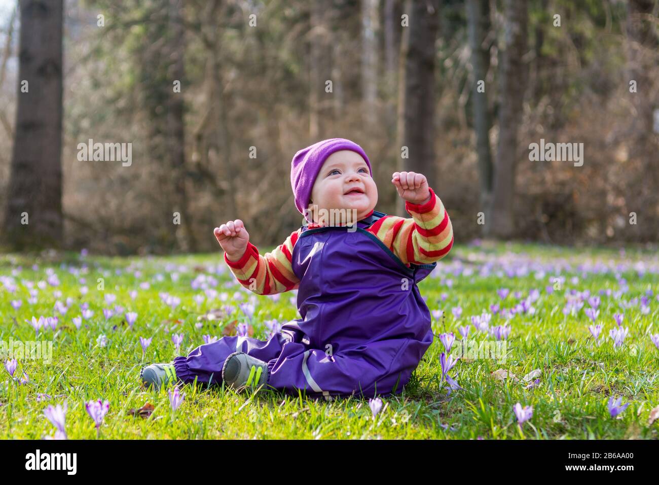 Cute baby girl sitting in a spring meadow full of violet saffron ...