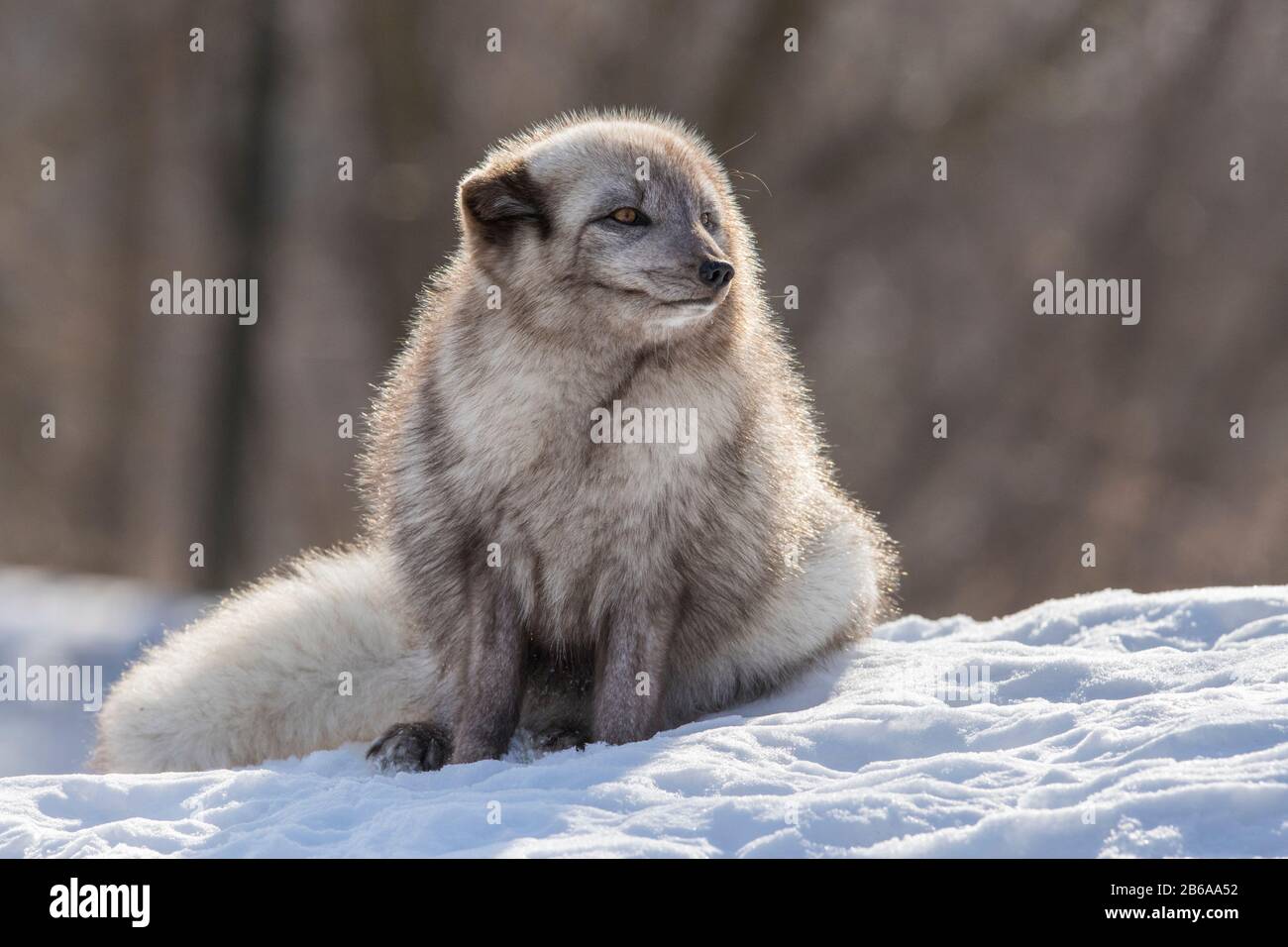 Arctic fox in winter Stock Photo - Alamy