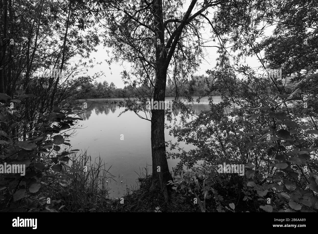 wild pond surrounded by black and white forests Stock Photo - Alamy