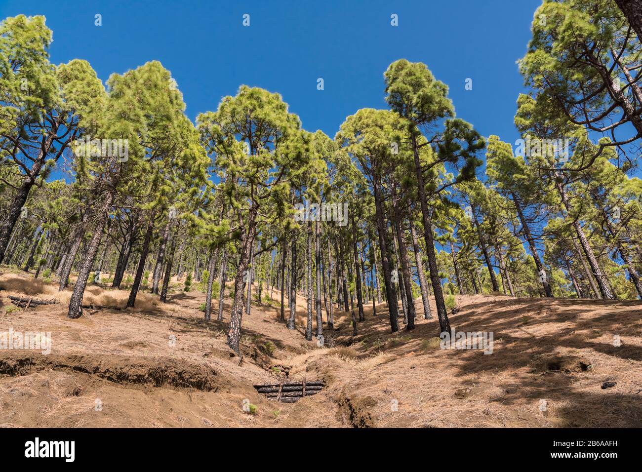 Canary Island Native Trees